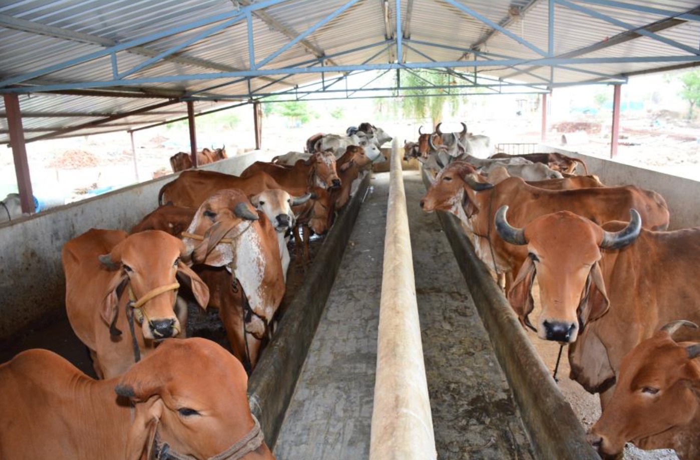 Goshala Go Seva – Ekalavya Grameena Vikas Foundation 2015